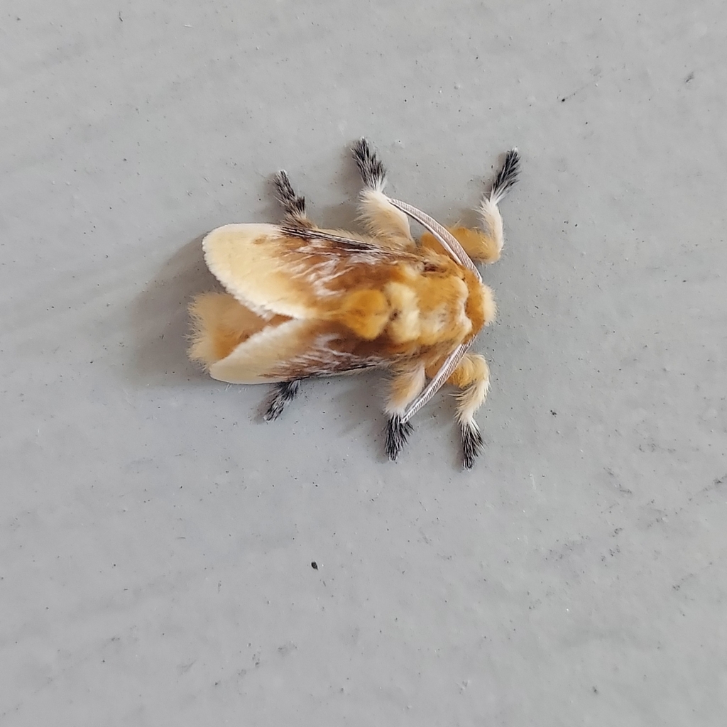 Southern Flannel Moth in July 2023 by b_earthstar · iNaturalist
