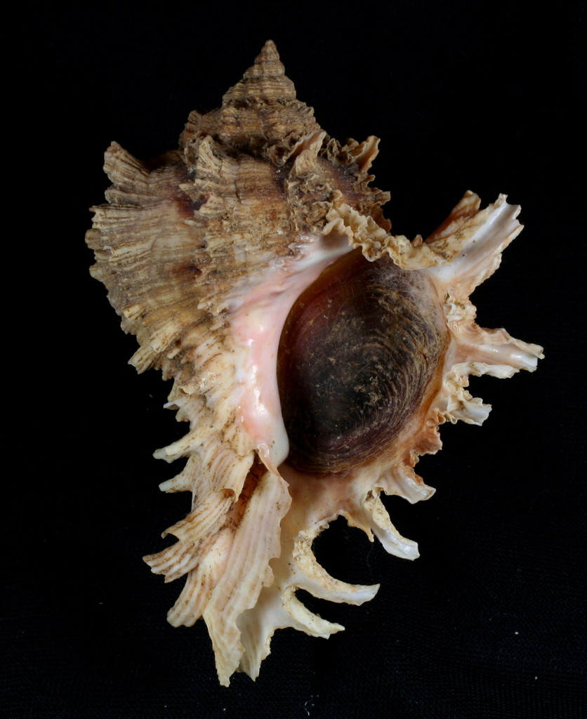 Hexaplex duplex (Tenerife Snails) · iNaturalist