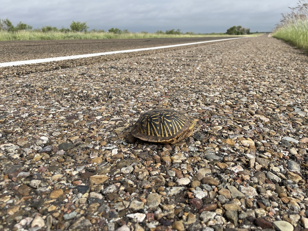 Ornate Box Turtle from County Road N-3-S, Mosquero, NM, US on July 8 ...