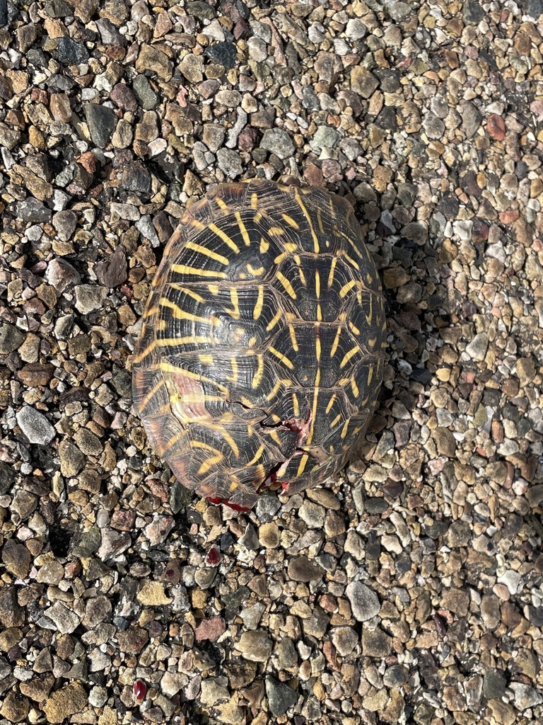 Ornate Box Turtle from County Road N-3-S, Mosquero, NM, US on July 8 ...