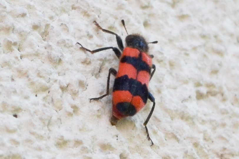 Bee-eating Beetle from 250 82 Tuklaty, Česko on July 8, 2023 at 02:32 ...