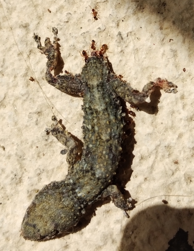 Moorish Gecko from Incrocio via Puchoz, 16035 Rapallo GE, Italia on ...