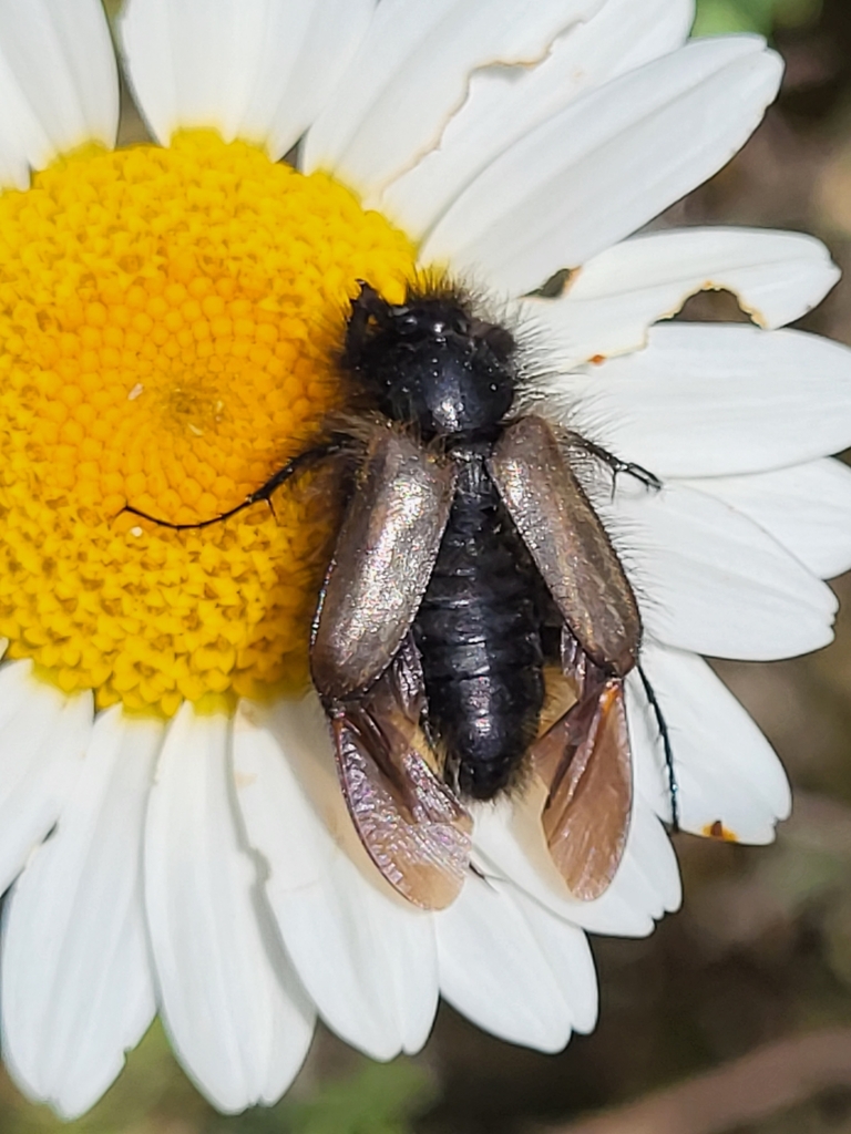 Bumble Bee Scarab Beetles from Kotajk, Armenien on July 8, 2023 at 11: ...