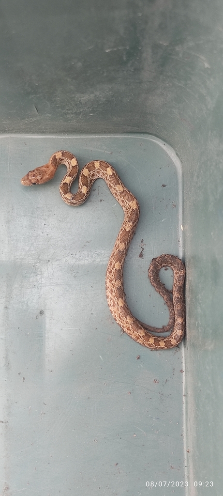 Mexican Bull Snake from Popocatépetl Y Kilimanjaro, Loma Bonita, 76118 ...