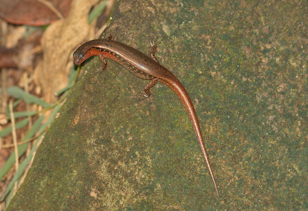 Black Ground Skink from Bueng Ngam, Nong Phok District, Roi Et 45210 ...