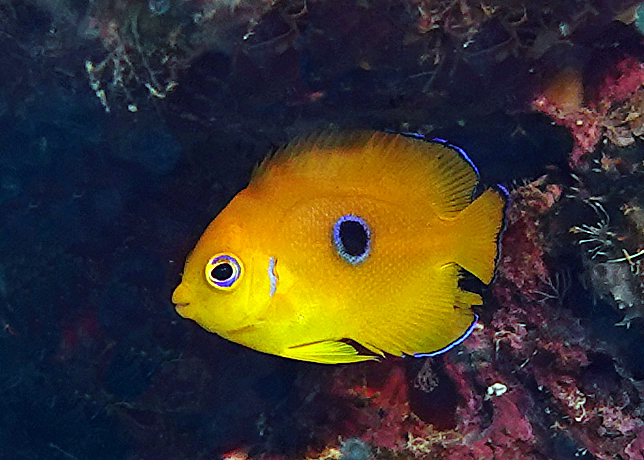 Cocopeel Angelfish from Christmas Island on July 1, 2023 at 12:03 PM by ...