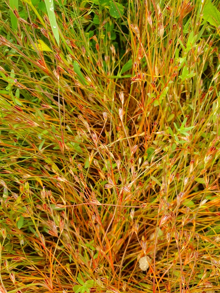 Toad rush from Whittlesford, Cambridge CB22 4XS, UK on July 8, 2023 at ...