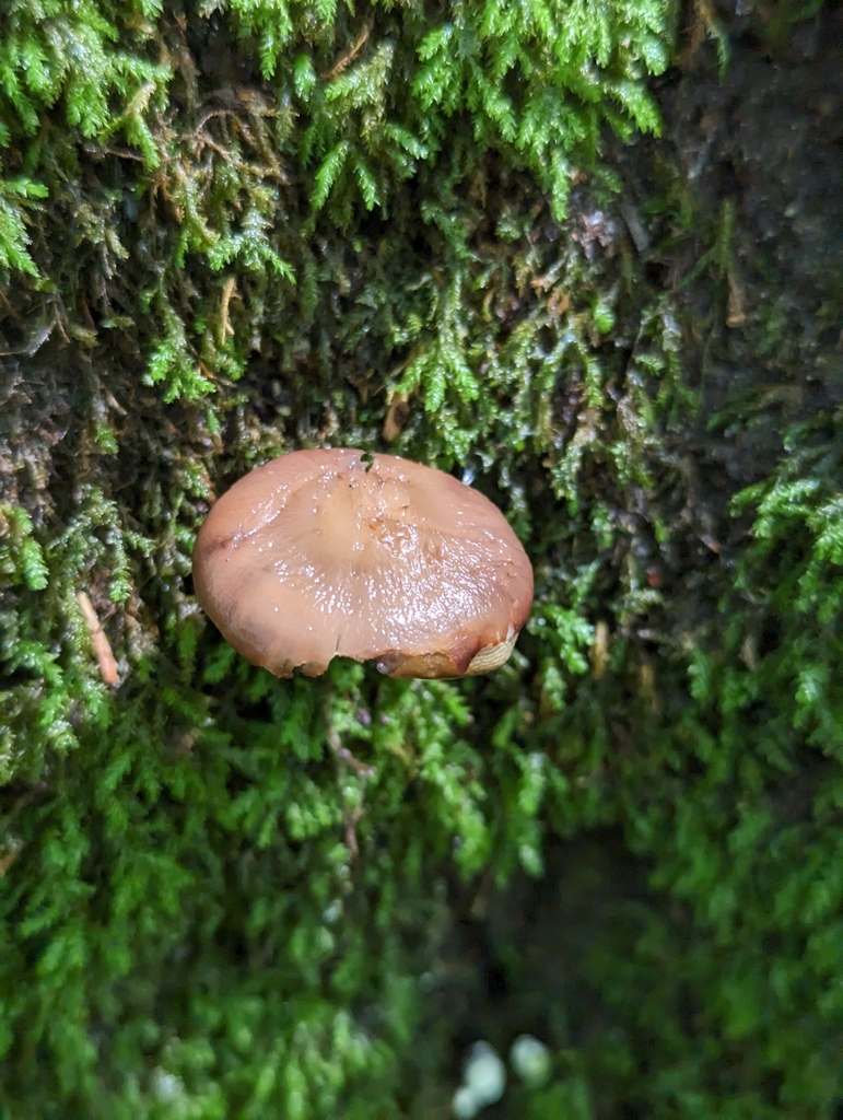 chestnut brittlestem from Indianapolis, IN 46216, USA on July 8, 2023 ...