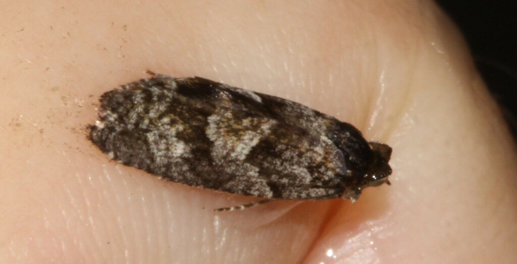 Zeiraphera from Mont-Joli, QC, Canada, 1101 rue Lussier on July 7, 2023 ...