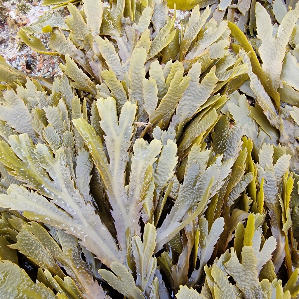 Saw Wrack from St Brelade, Jersey on 08 July, 2023 at 05:16 PM by ...