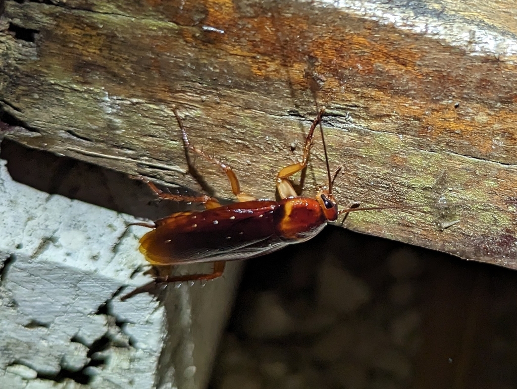 American Cockroach from 69M6+CC4, Mullins, Barbados on July 2, 2023 at ...