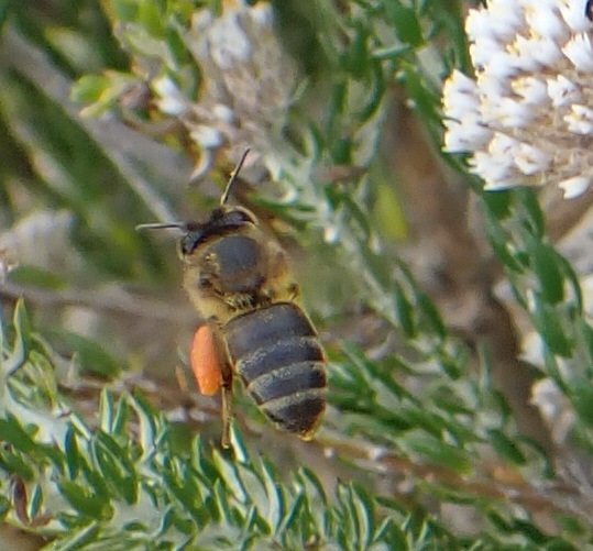 Cape Honey Bee from Garden Route District Municipality, South Africa on ...