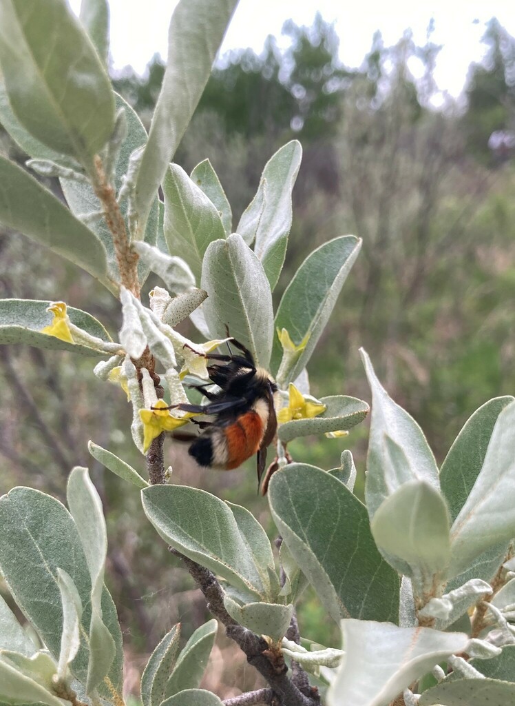 Bumble Bees from Southwest Calgary, Calgary, AB, Canada on May 27, 2023 ...