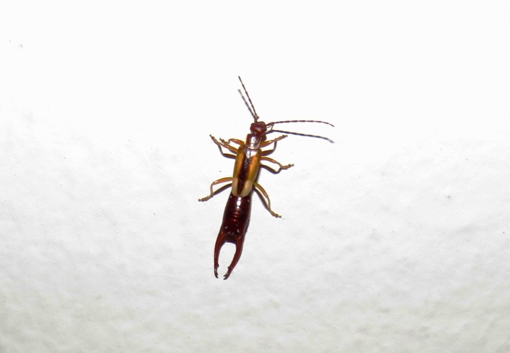 Doru lineare from Altinopolis on November 9, 2013 at 09:45 PM by ...