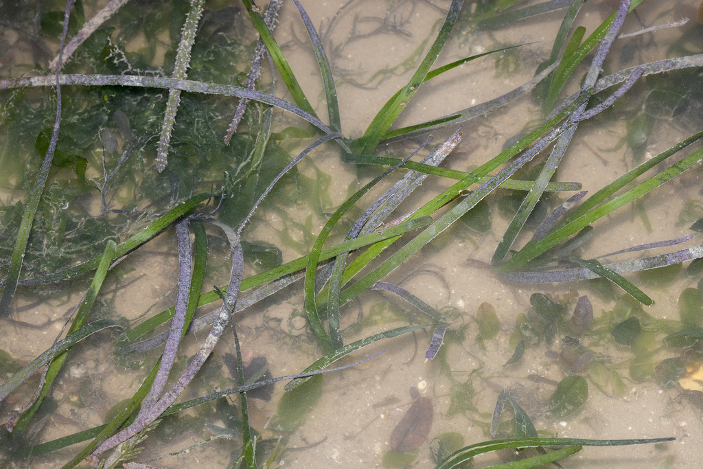 Round-leafed ribbon grass (Cymodocea rotundata) - Botanical Realm
