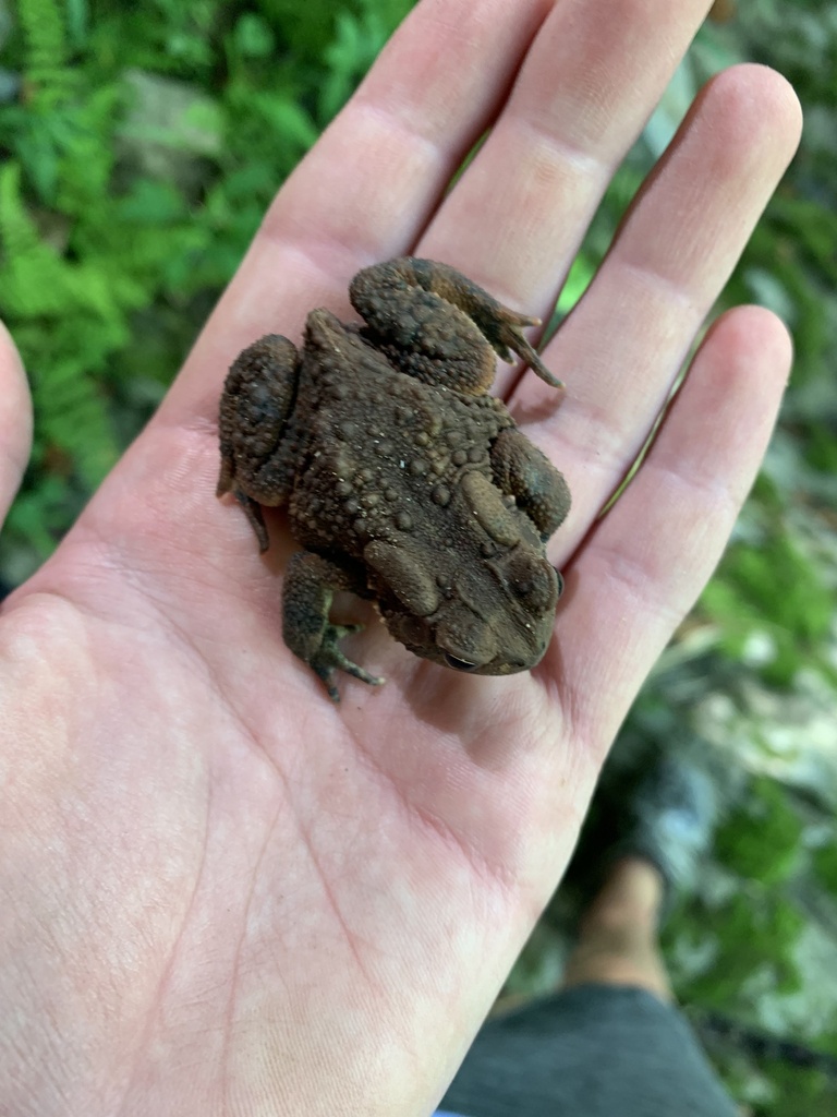 American Toad in June 2023 by Michael Rice · iNaturalist
