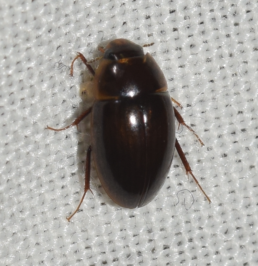 Enochrus politus from Almería, España on July 7, 2023 at 10:06 PM by ...