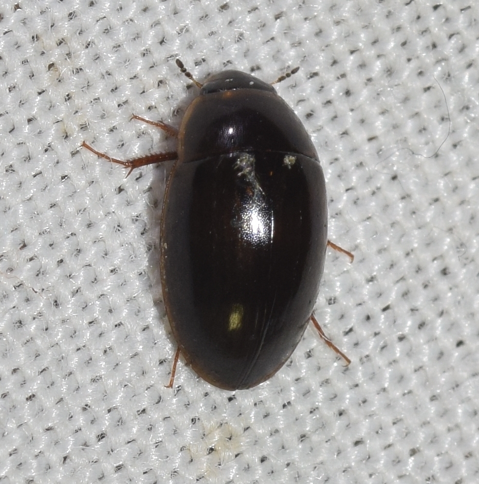 Enochrus politus from Almería, España on July 7, 2023 at 10:05 PM by ...