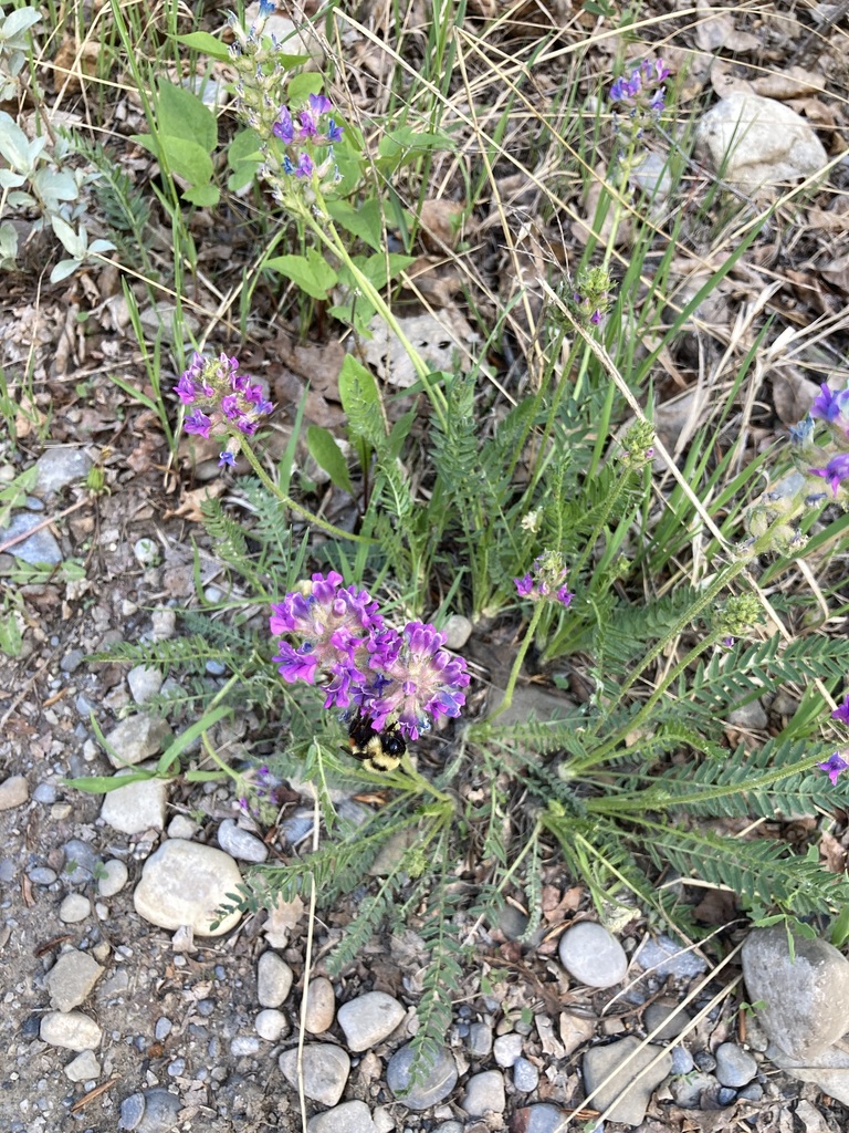 boreal locoweed from Southwest Calgary, Calgary, AB, Canada on May 27 ...