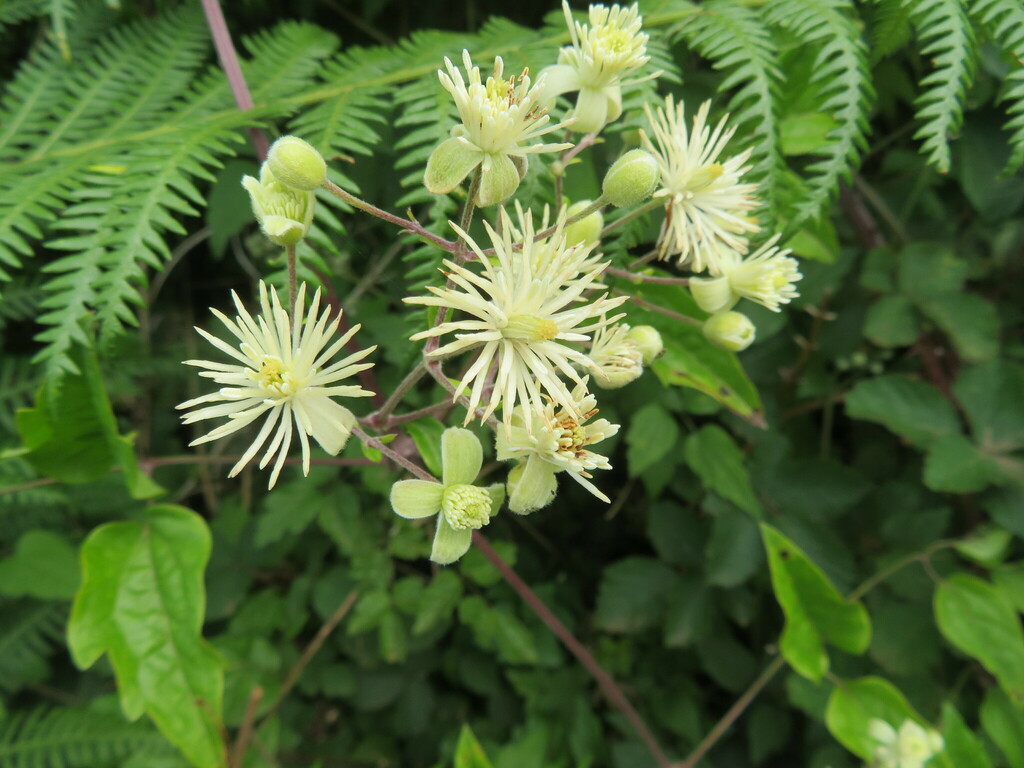 Old man's beard from Bosherston, Pembrokeshire, UK on July 5, 2023 at ...
