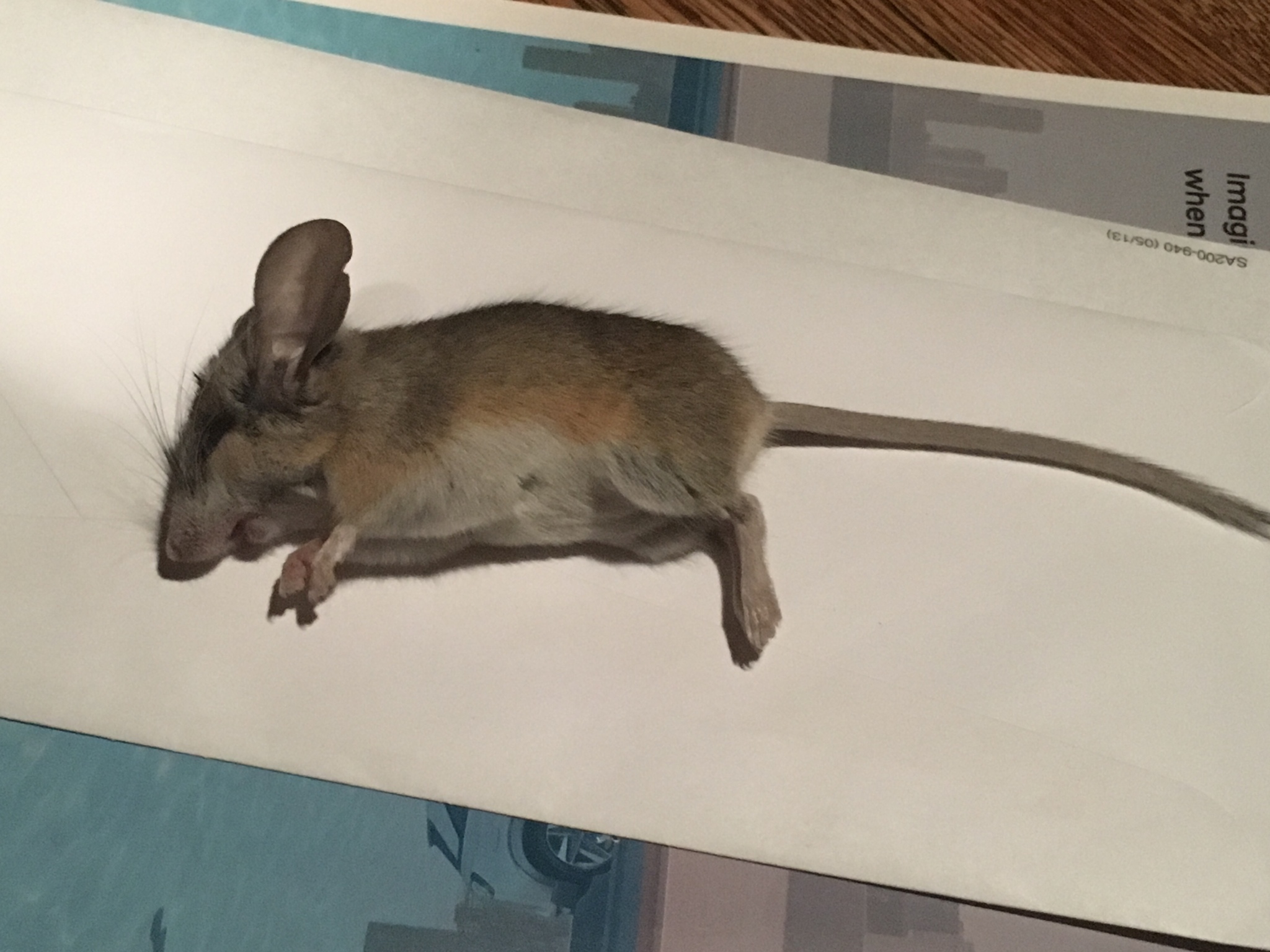 Peromyscus truei (Shufeldt, 1885)