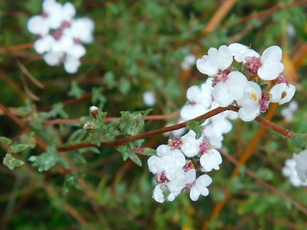 Cape Snow Bush from Potters Trail Greyton, 7233, South Africa on July 6 ...