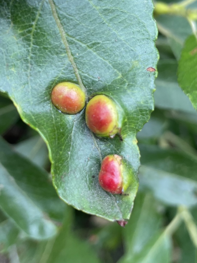 Willow Apple Gall Sawfly from Arcata Marsh and Wildlife Sanctuary ...