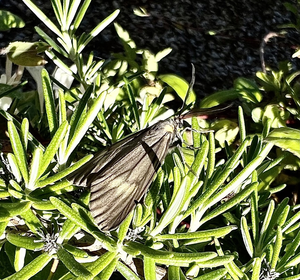 California Oak Moth from Vandenberg Village, CA 93436, USA on June 18 ...