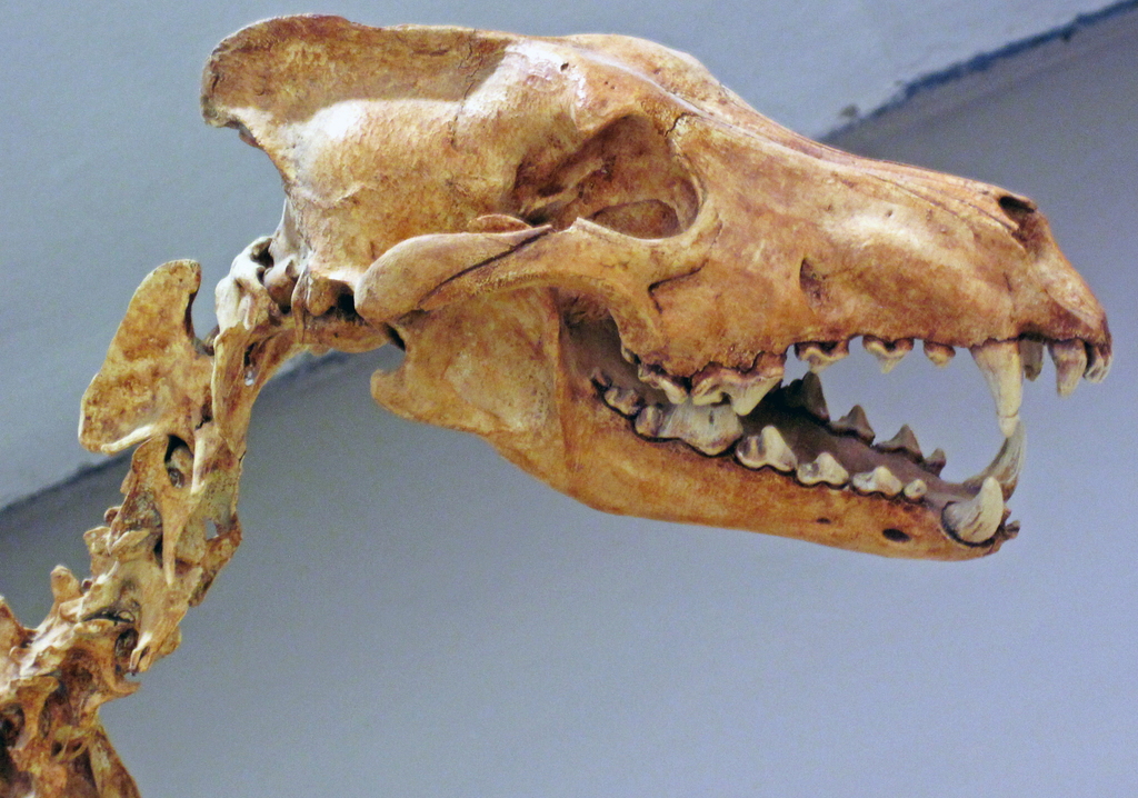 Dire Wolf (Aenocyon dirus) - Know Your Mammals