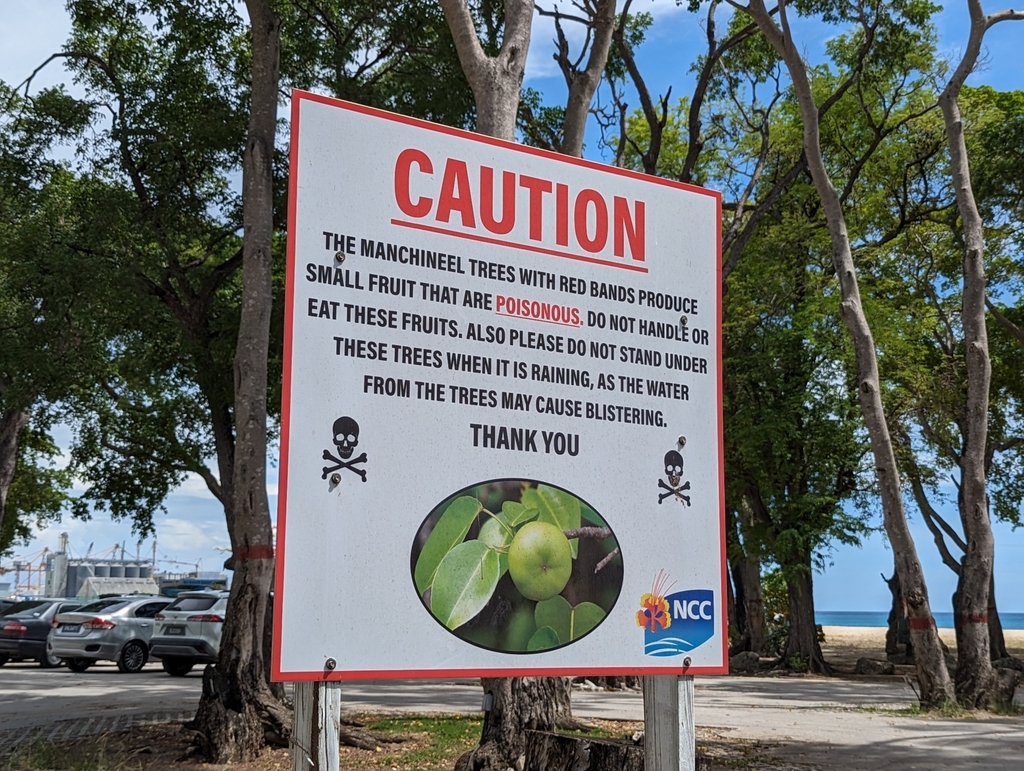 Manchineel from Brighton, Bridgetown, Barbados on July 7, 2023 at 01:56 ...