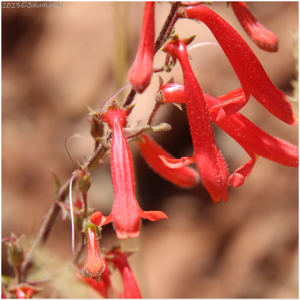 Bridges' penstemon from Washington County, UT, USA on June 29, 2023 at ...