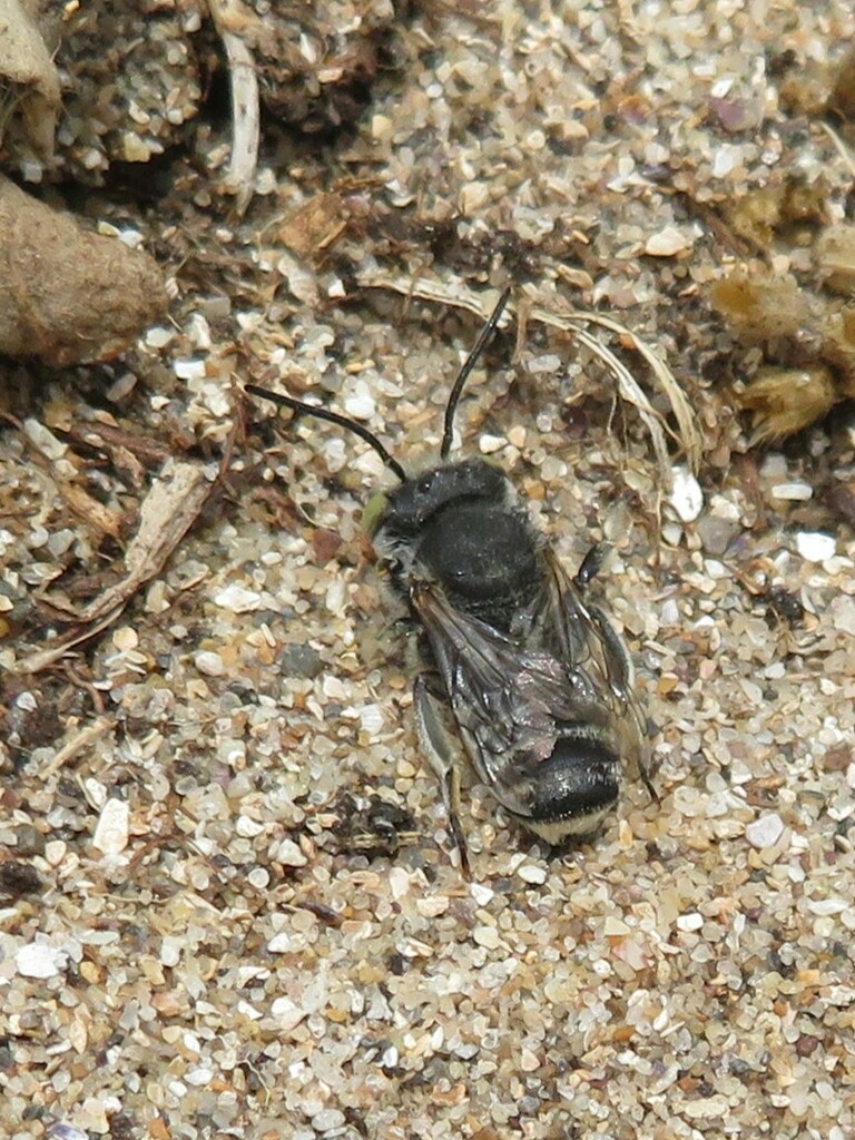 Silvery Leafcutter Bee from Bosherston, Pembrokeshire, UK on July 5 ...