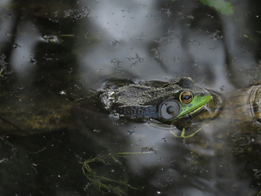 Green Frog from Dodge County, WI, USA on July 6, 2023 at 06:49 PM by ...