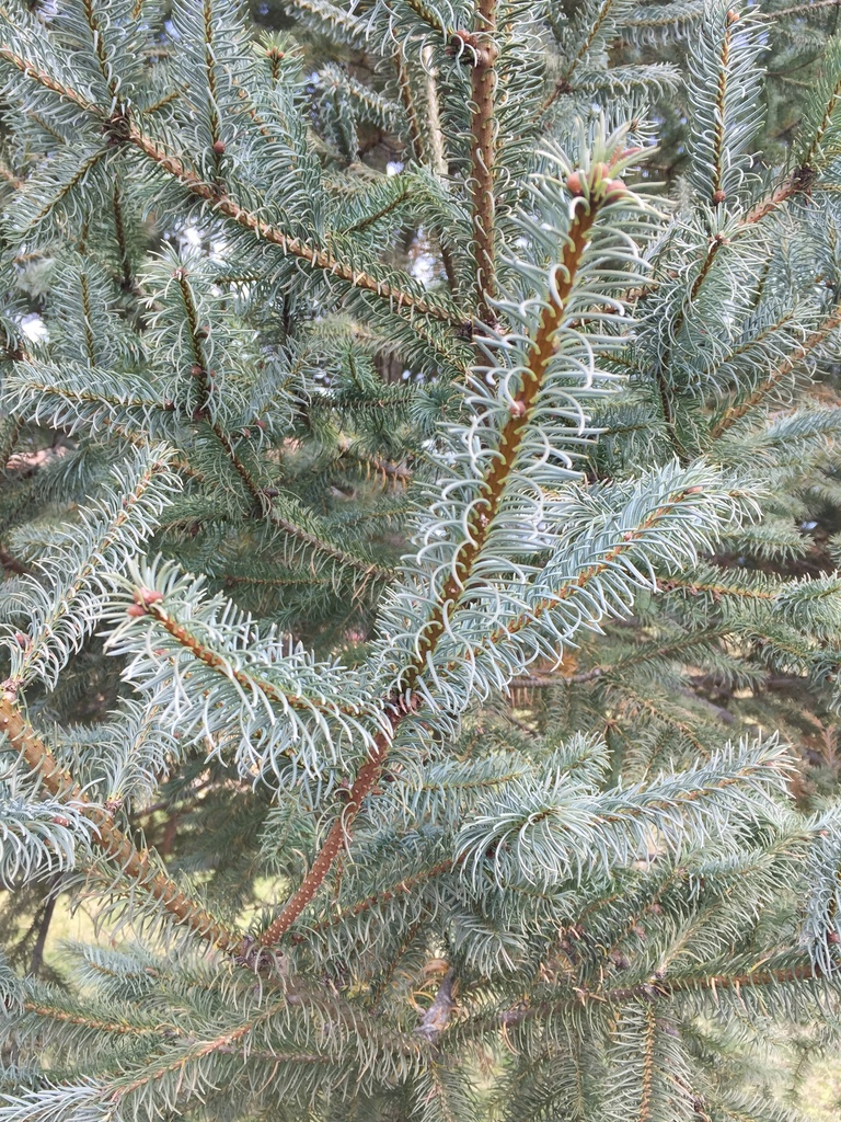 subalpine fir (Handbook for the Native Trees of Oregon) · iNaturalist