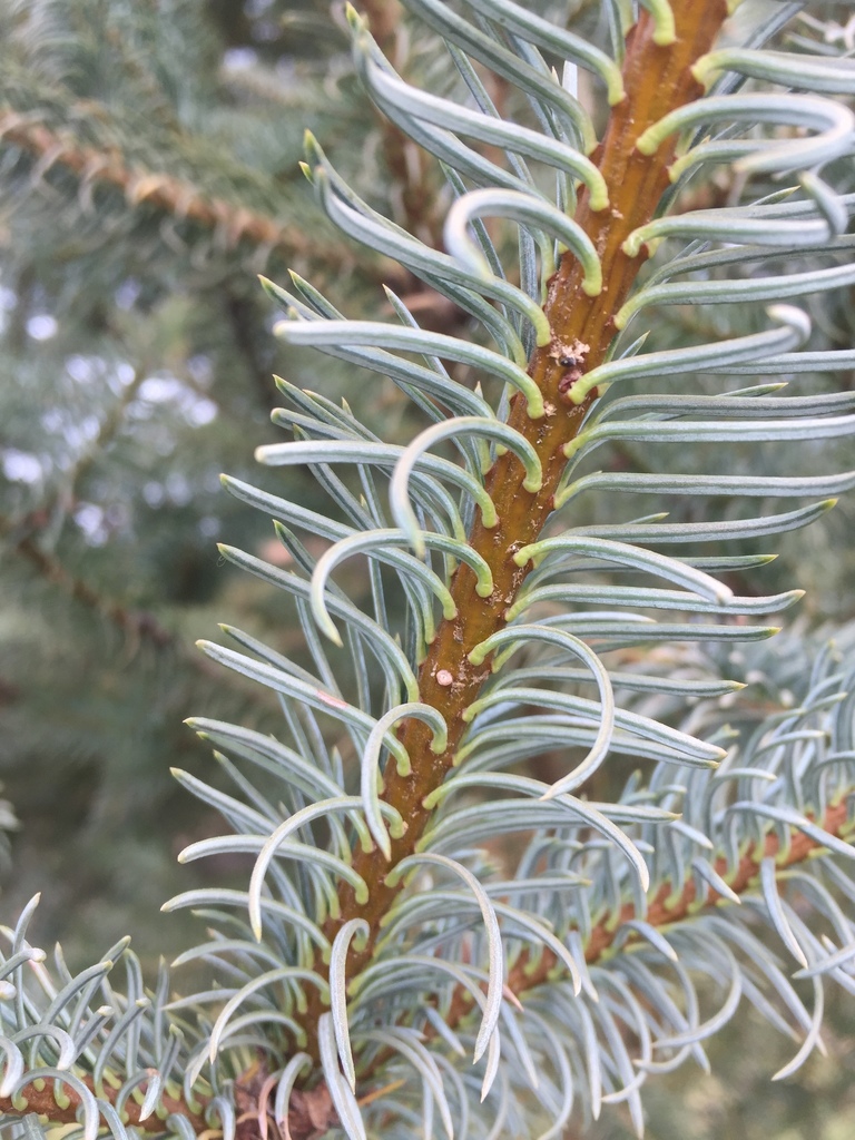 subalpine fir (Handbook for the Native Trees of Oregon) · iNaturalist
