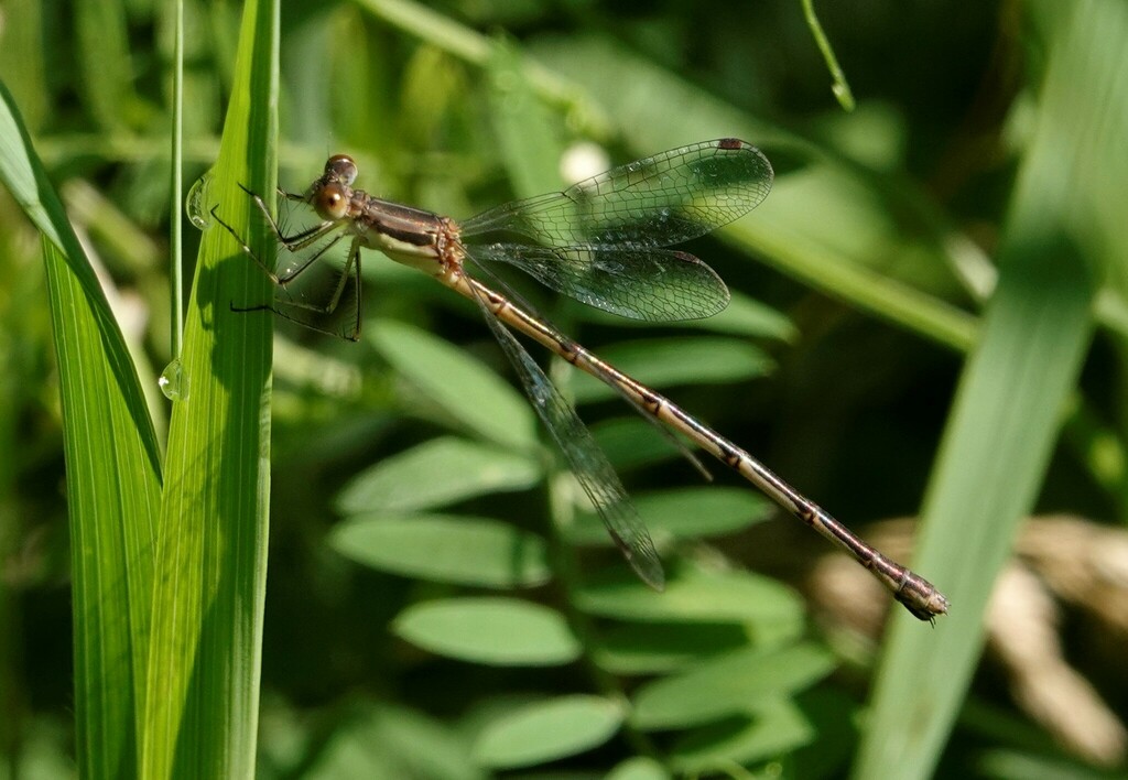 Slender Spreadwing from Rouge, Toronto, ON, Canada on July 8, 2023 at ...