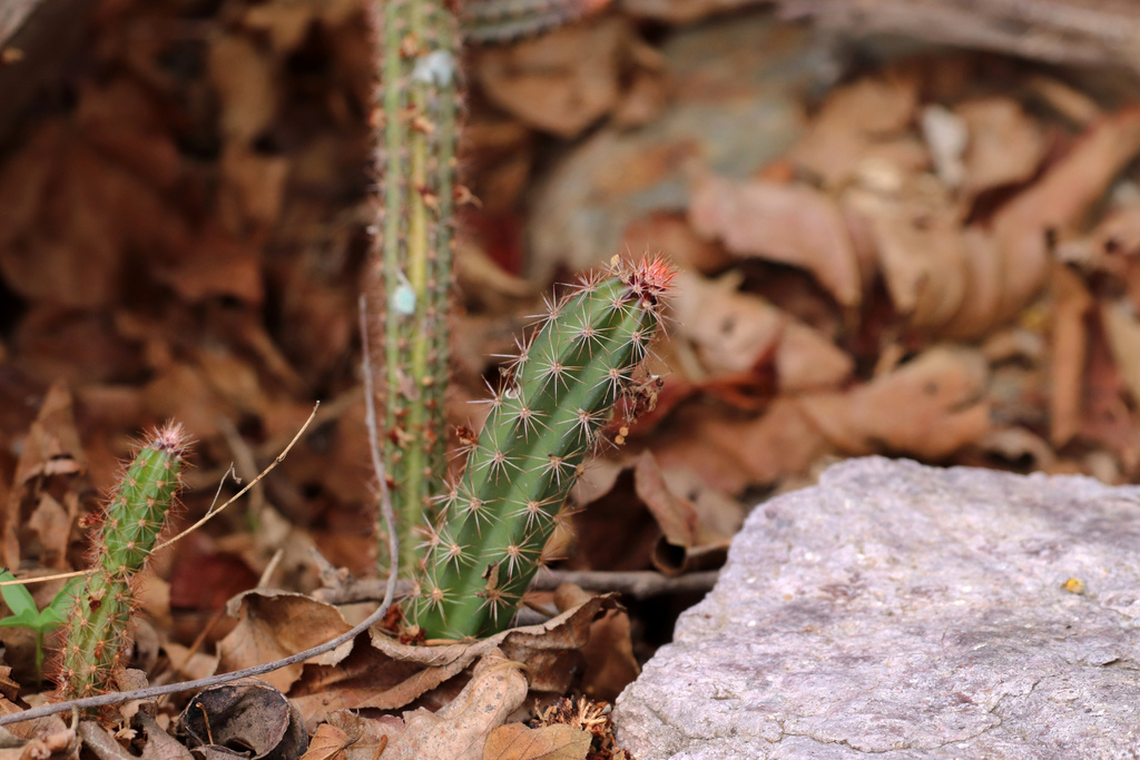 Octopus Cactus in July 2023 by Eber Barraza · iNaturalist