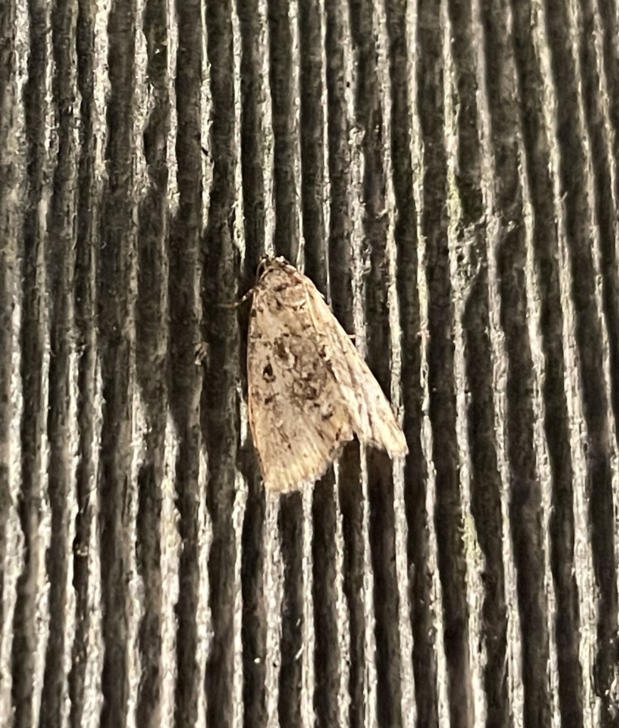American Copper Underwing from Hopkins Ln, Wakefield, RI, US on July 7 ...