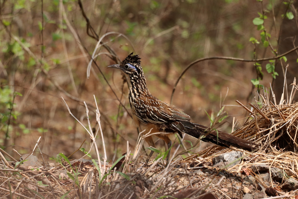 Lesser Roadrunner from Mazatlán, Sin., México on July 7, 2023 at 10:49 ...