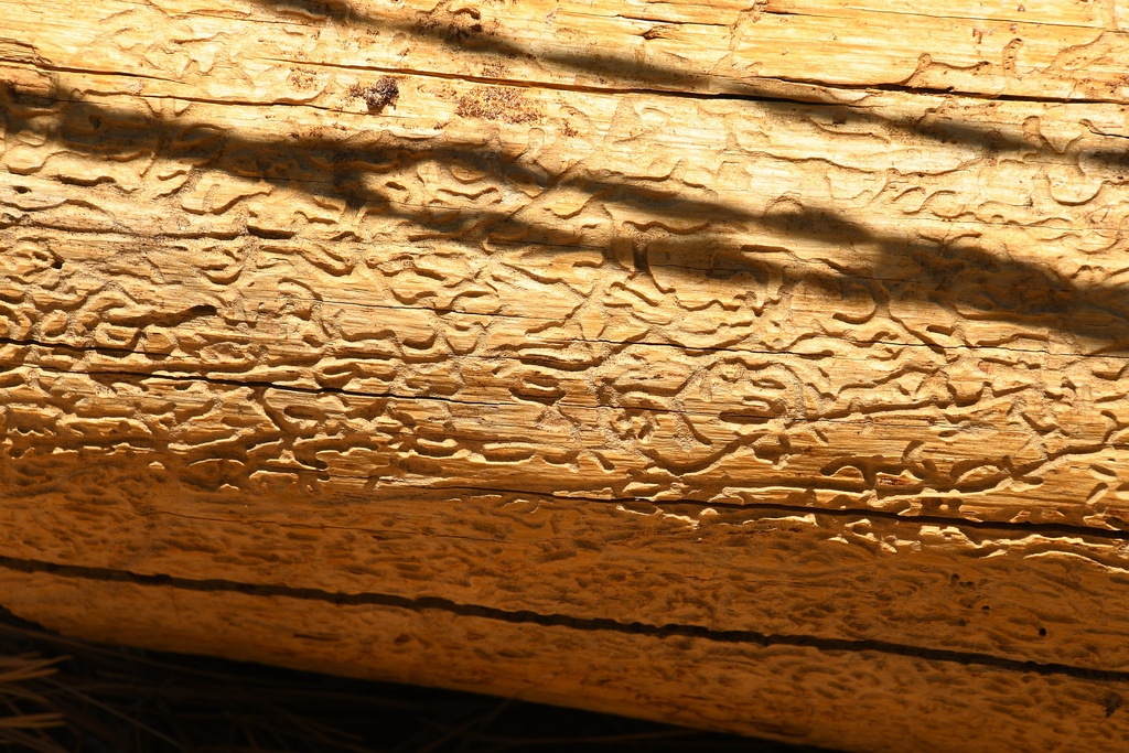 Bark and Ambrosia Beetles from Pima County, AZ, USA on June 19, 2023 at ...