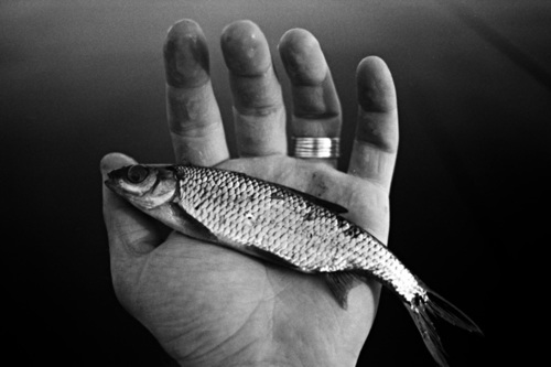 Genus Rutilus · iNaturalist