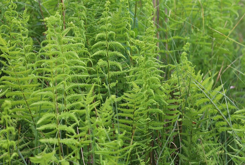 marsh fern from Bludenz, Österreich on June 30, 2023 at 04:27 PM by ...