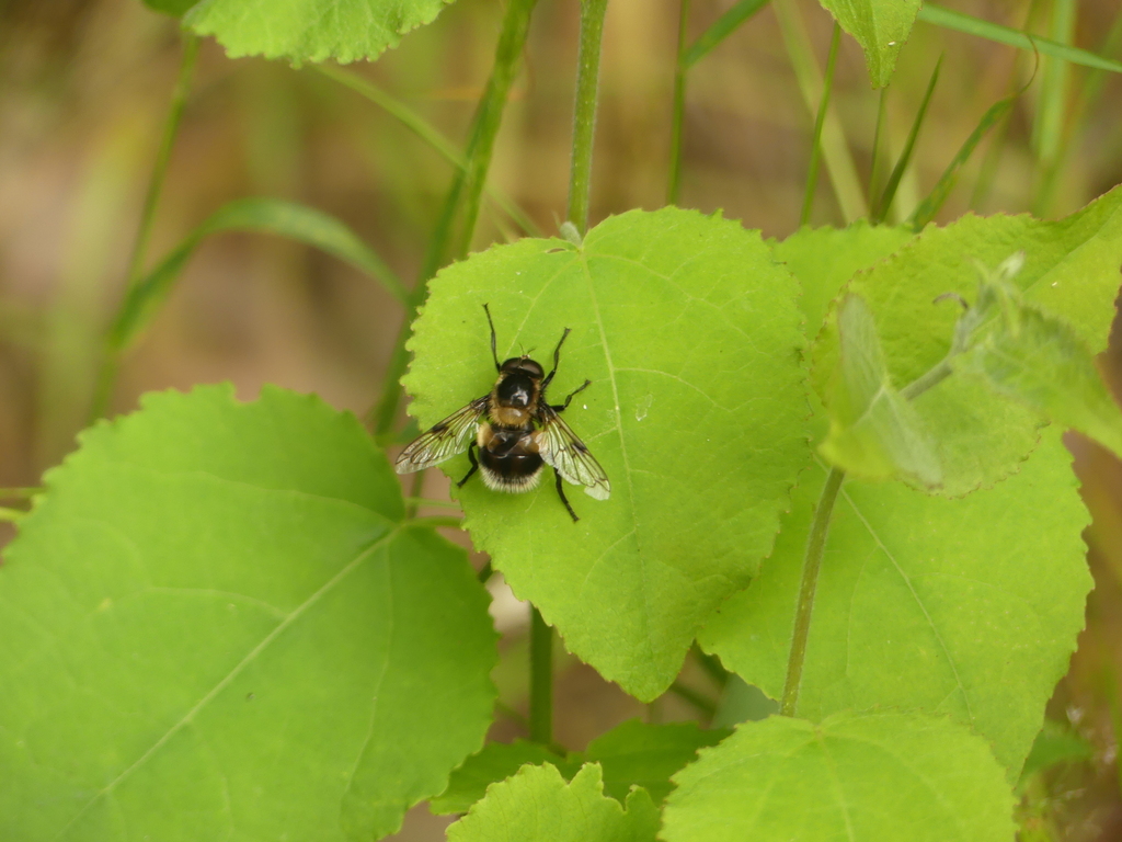 Bumble Bee Hover Fly from 61470 Saint-Aubin-de-Bonneval, France on July ...