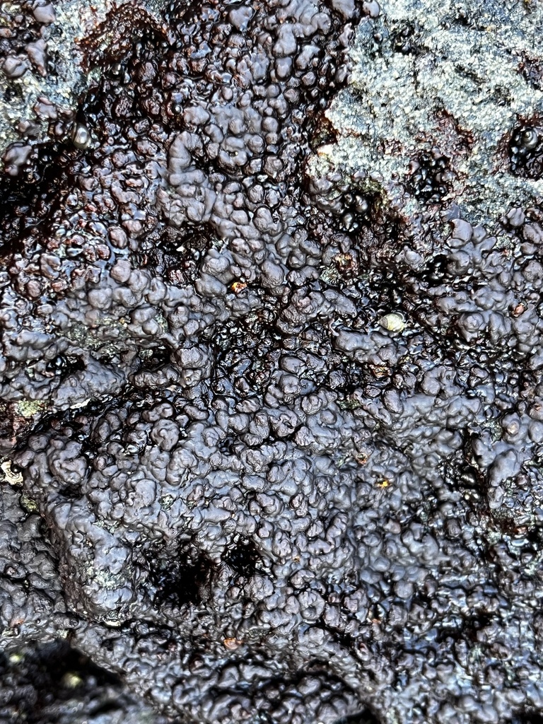 encrusting red algae from Océano Pacífico, Coquimbo, CL on July 3, 2023 ...
