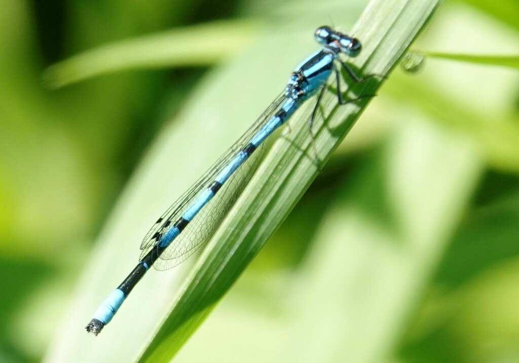Marsh Bluet from Rouge, Toronto, ON, Canada on July 8, 2023 at 11:05 AM ...