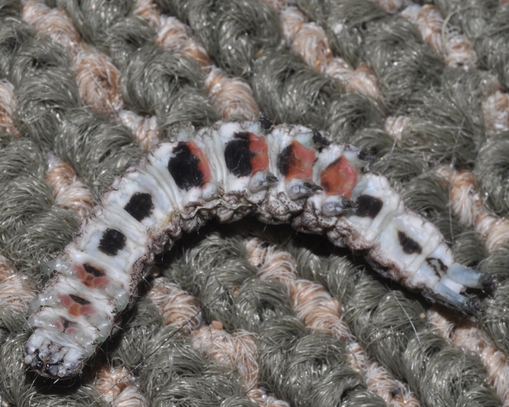 Underwing Moths from Washington County, TN, USA on June 22, 2018 at 04: ...