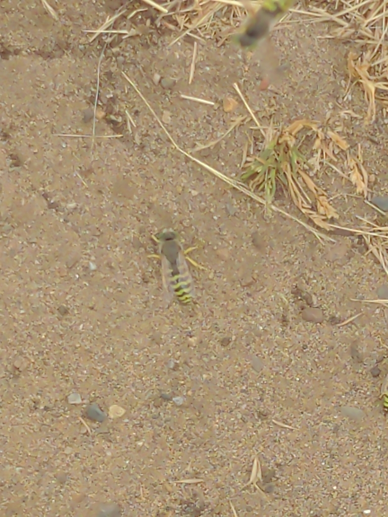 American Sand Wasp from Greenbank, WA 98253, USA on July 8, 2023 at 12: ...