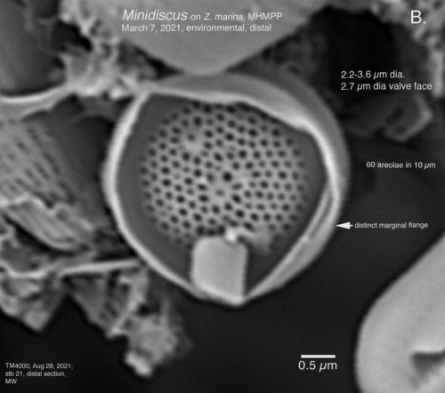 (Minidiscus trioculatus)