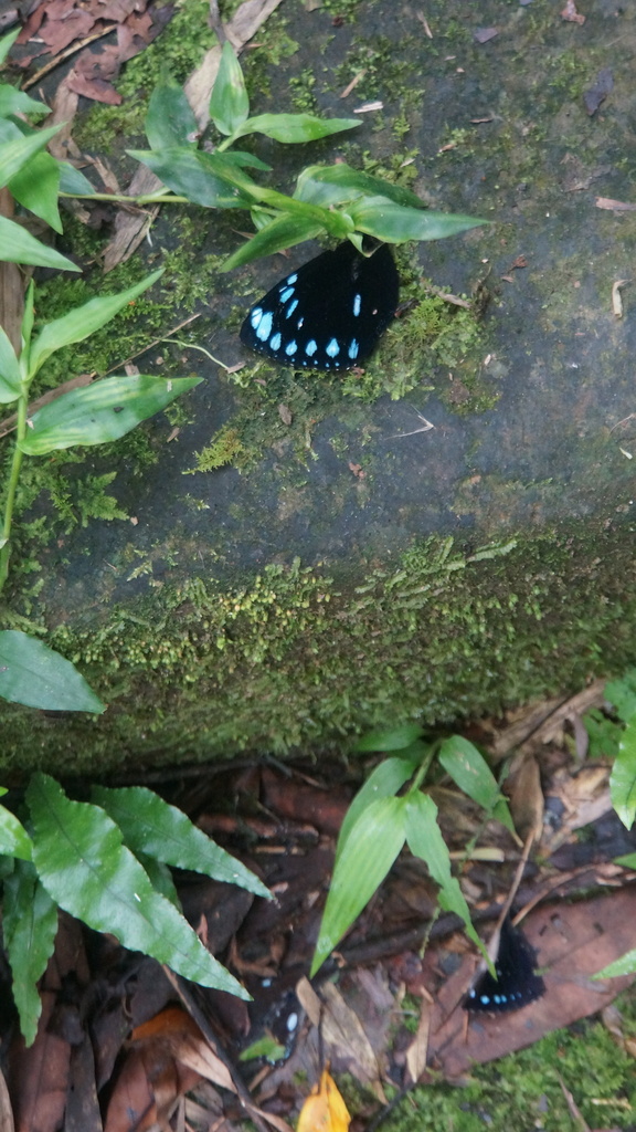 Blue-banded King Crow Butterfly from 台灣新北市 on July 1, 2023 at 10:53 AM ...