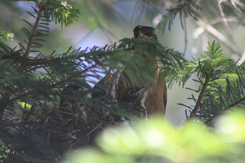 American Robin in June 2023 by Sean Cozart · iNaturalist